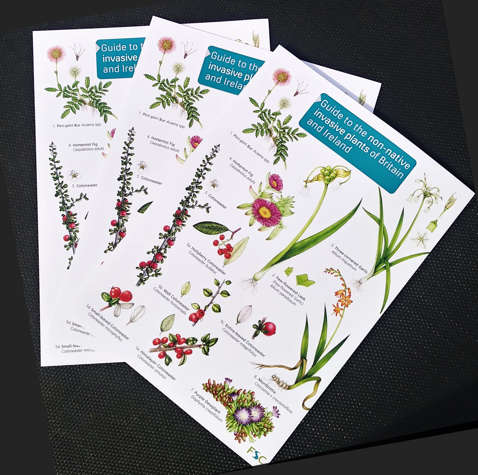 Botanical illustrations for Non-native invasive plants chart - Lizzie ...