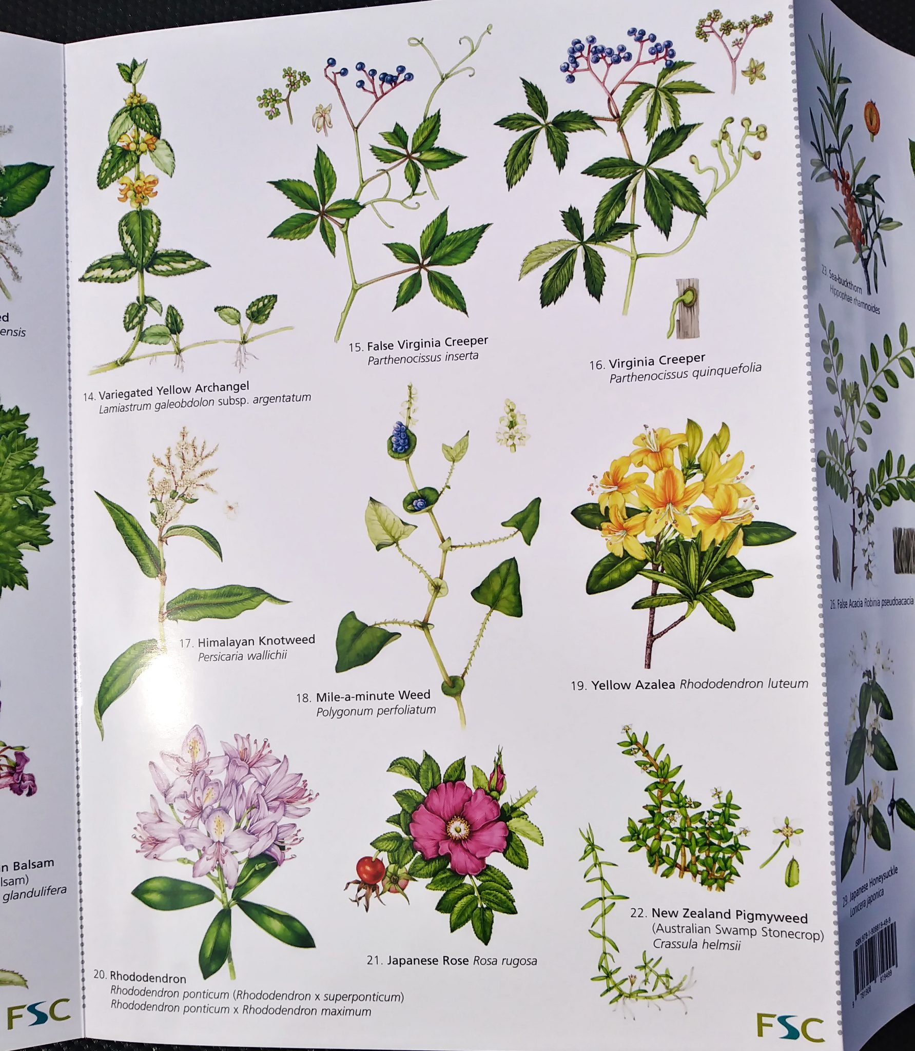 Botanical illustrations for Non-native invasive plants chart - Lizzie ...