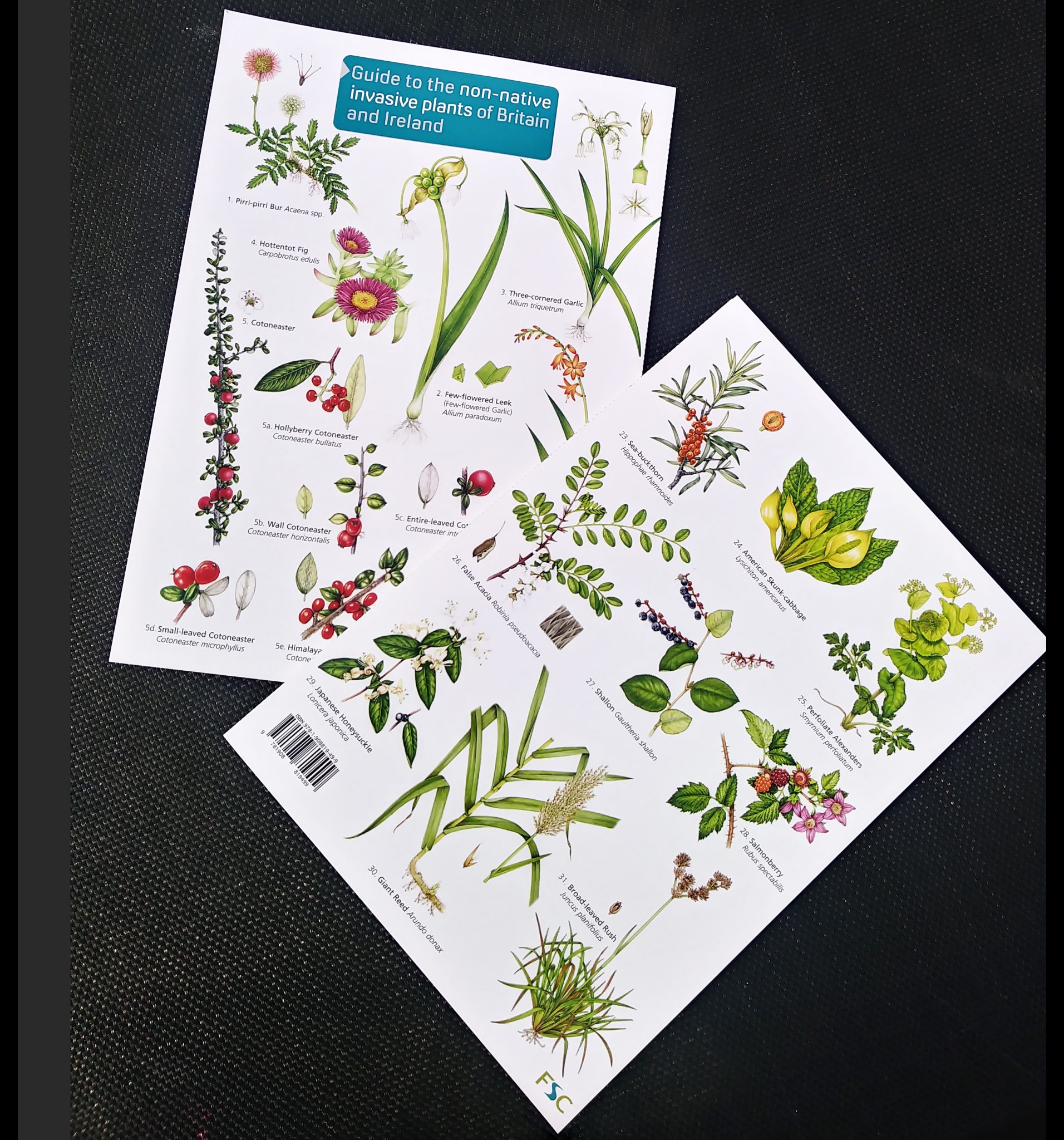 Botanical illustrations for Non-native invasive plants chart - Lizzie ...