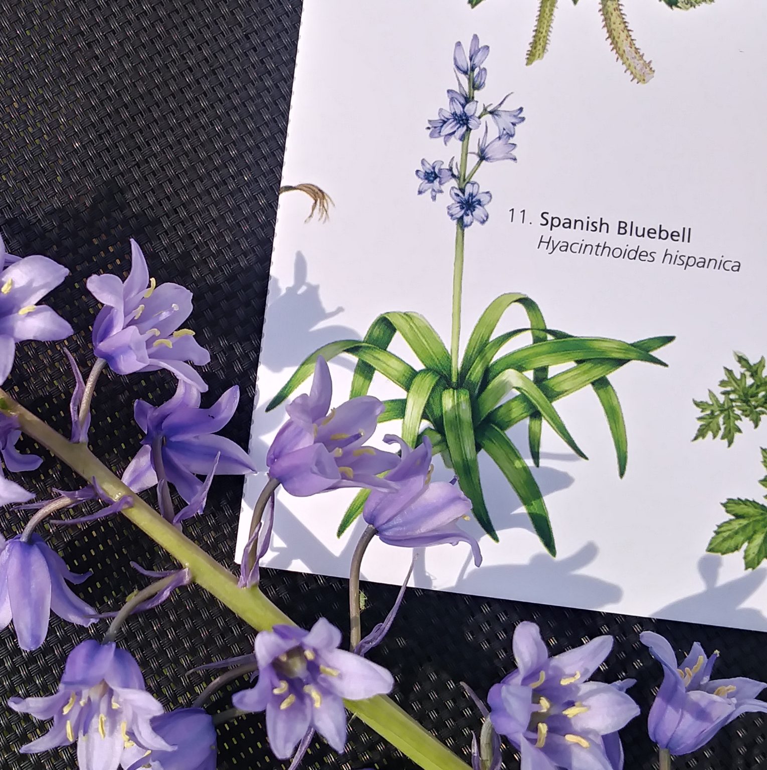 Botanical illustrations for Non-native invasive plants chart - Lizzie ...