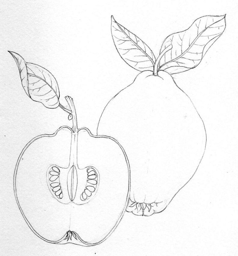 Quince fruit and half fruit - Lizzie Harper