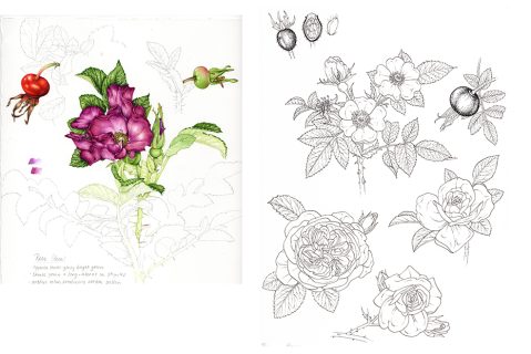Botanical illustrations for Non-native invasive plants chart - Lizzie ...