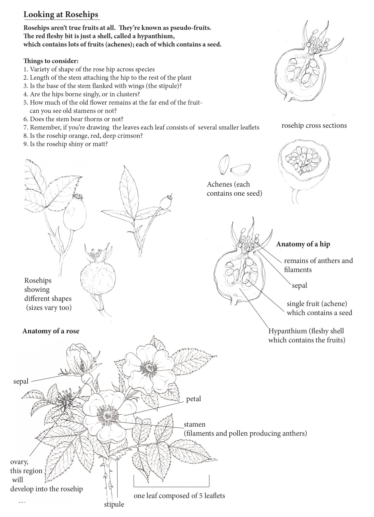 Botanical Illustration: Rosehips - Lizzie Harper