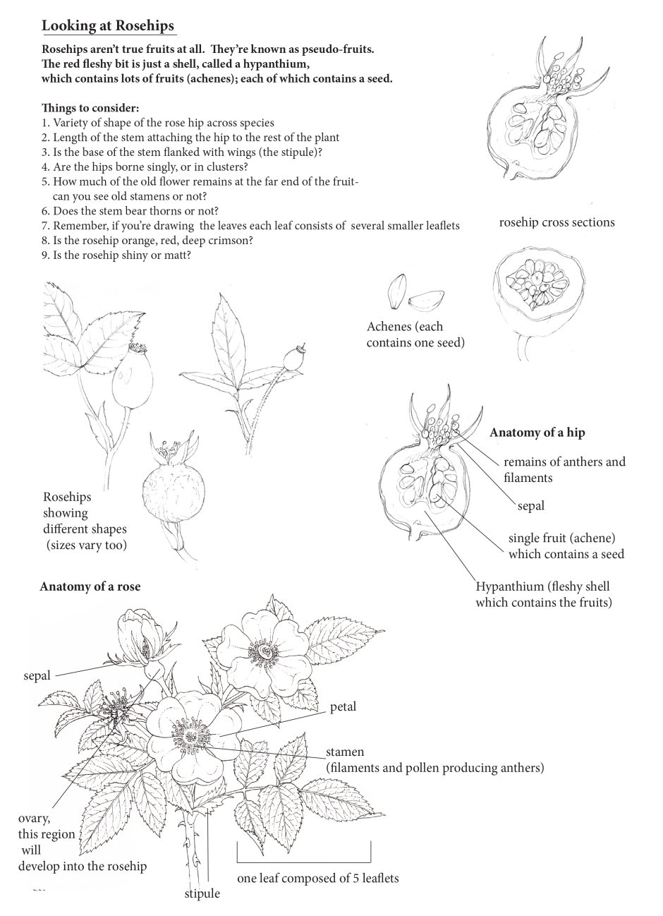 Botanical Illustration: Rosehips - Lizzie Harper