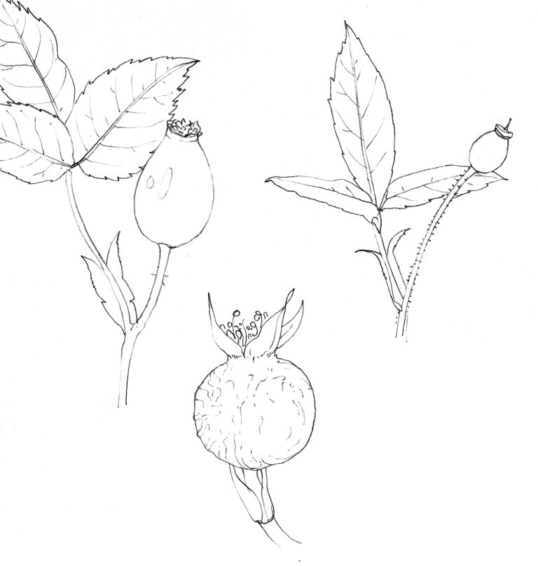 rosehip variety diagram by Lizzie harper - Lizzie Harper
