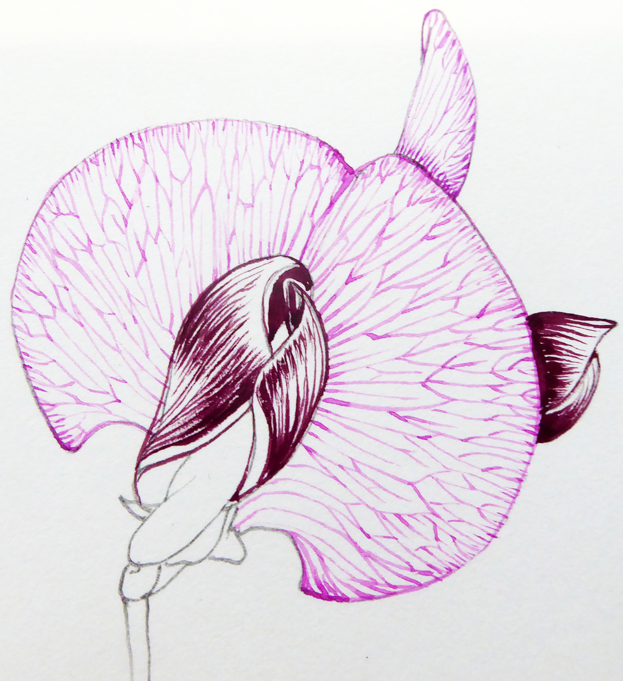 Step by Step Everlasting Sweet pea botanical illustration - Lizzie Harper