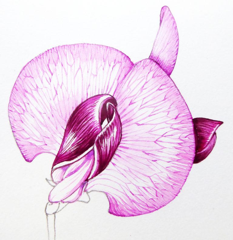 Step by Step Everlasting Sweet pea botanical illustration - Lizzie Harper