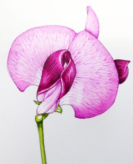 Step by Step Everlasting Sweet pea botanical illustration - Lizzie Harper
