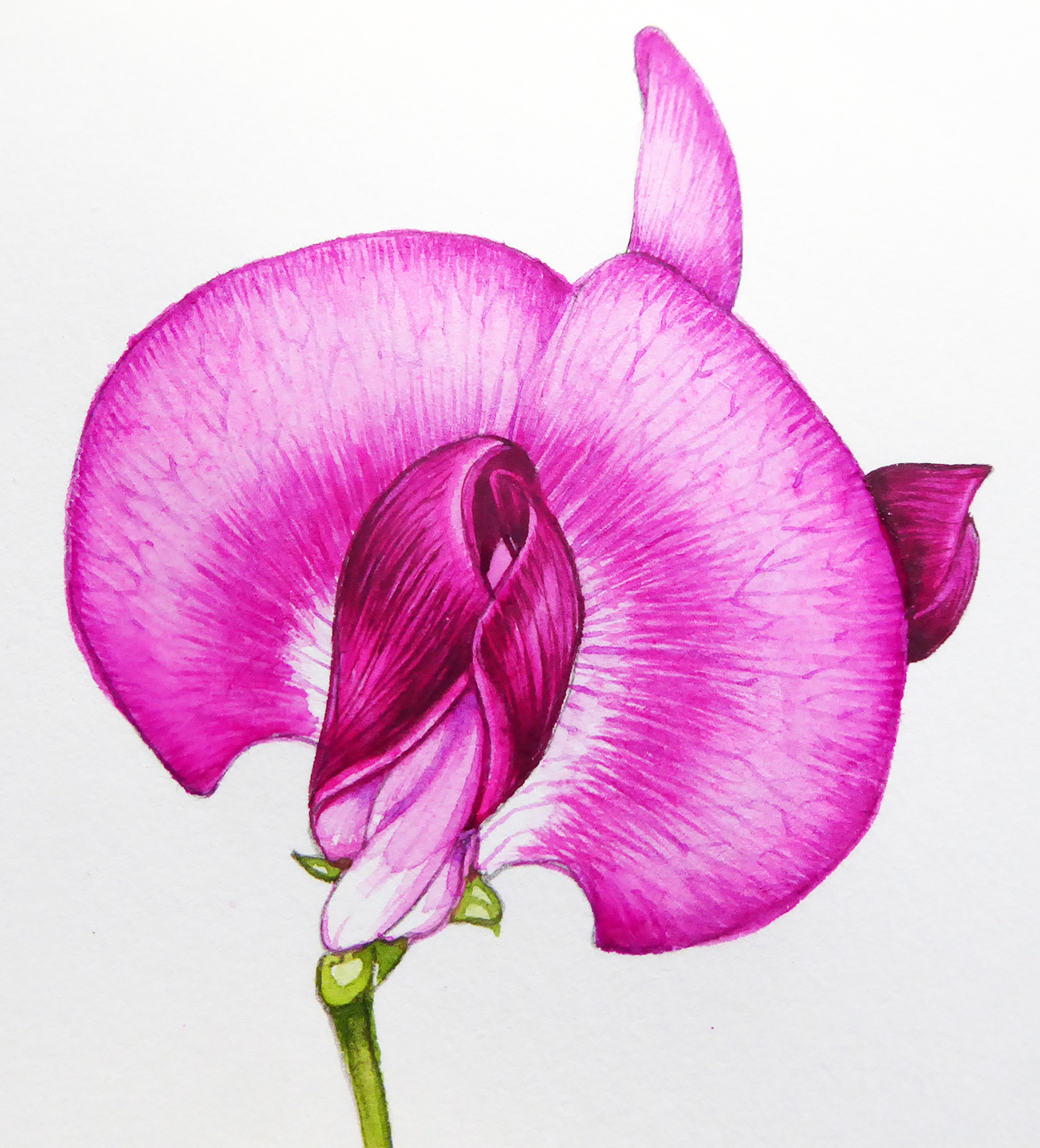 Step by Step Everlasting Sweet pea botanical illustration - Lizzie Harper