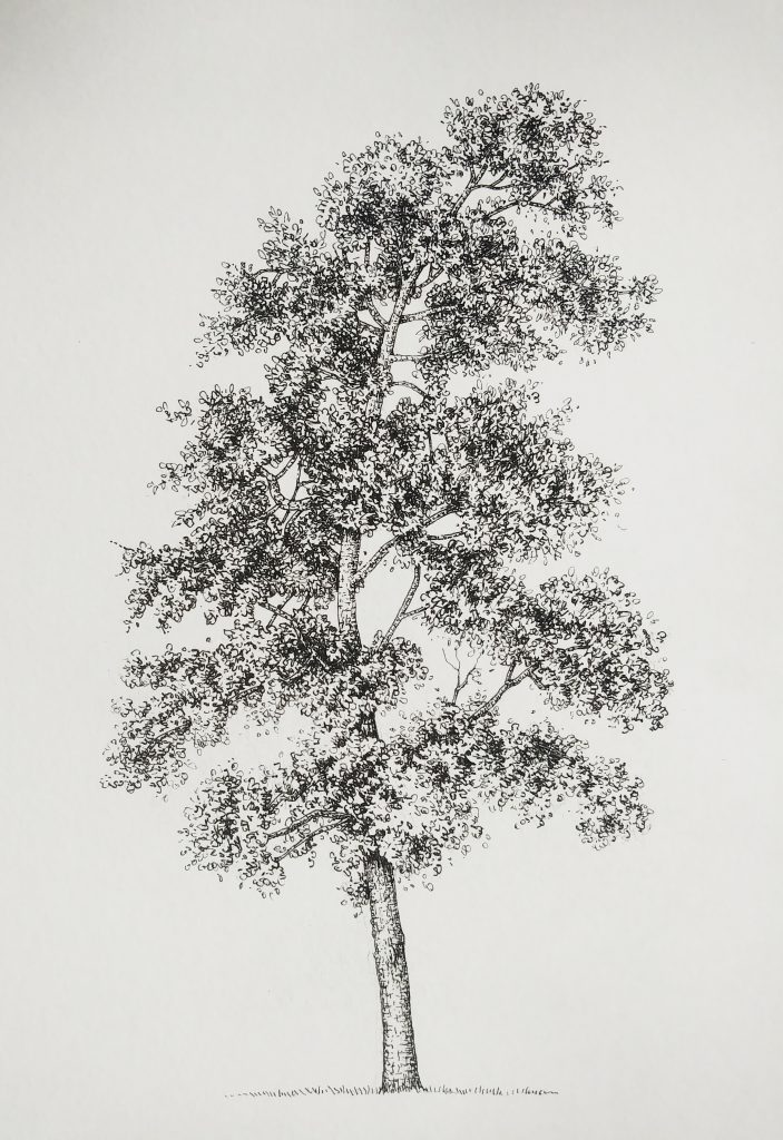 Pear tree pen and ink - Lizzie Harper
