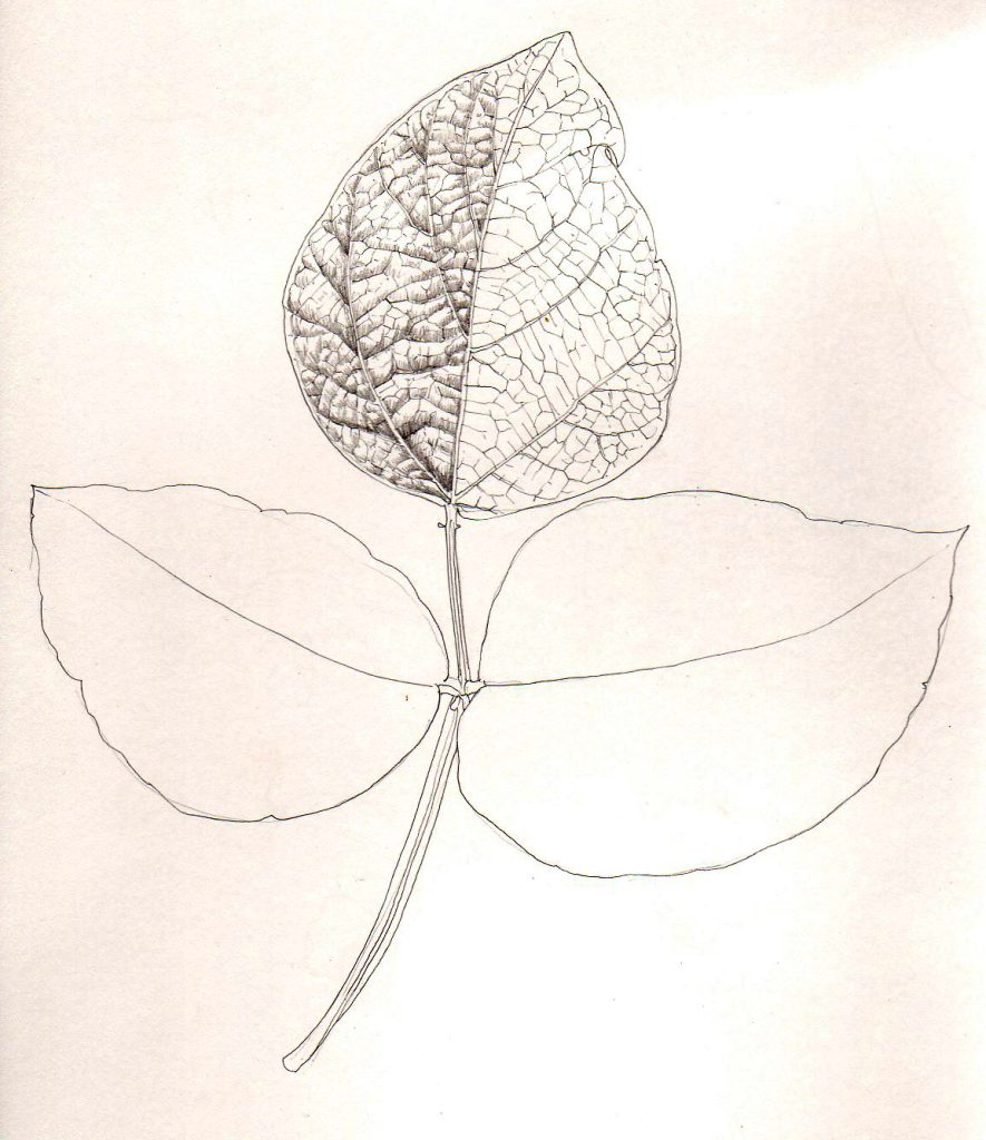 Bean leaf study - Lizzie Harper