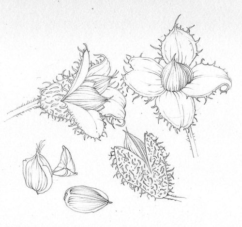 Beech Fagus sylvatica pencil rough botanical illustration by Lizzie ...