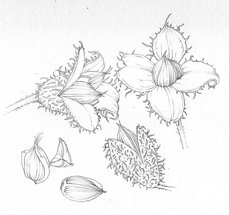 Beech Fagus sylvatica pencil rough botanical illustration by Lizzie ...
