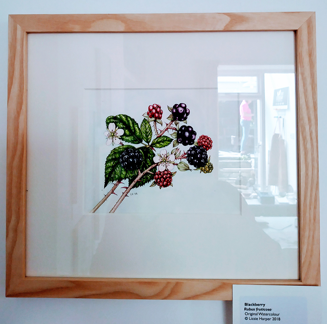 Framed Original Plant Illustrations Archives - Lizzie Harper