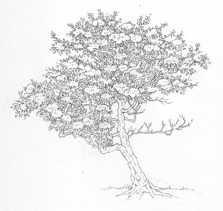 Pen and Ink Illustrations of Trees - Lizzie Harper