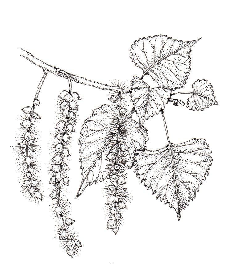 Pen and Ink Illustrations of Tree Details - Lizzie Harper