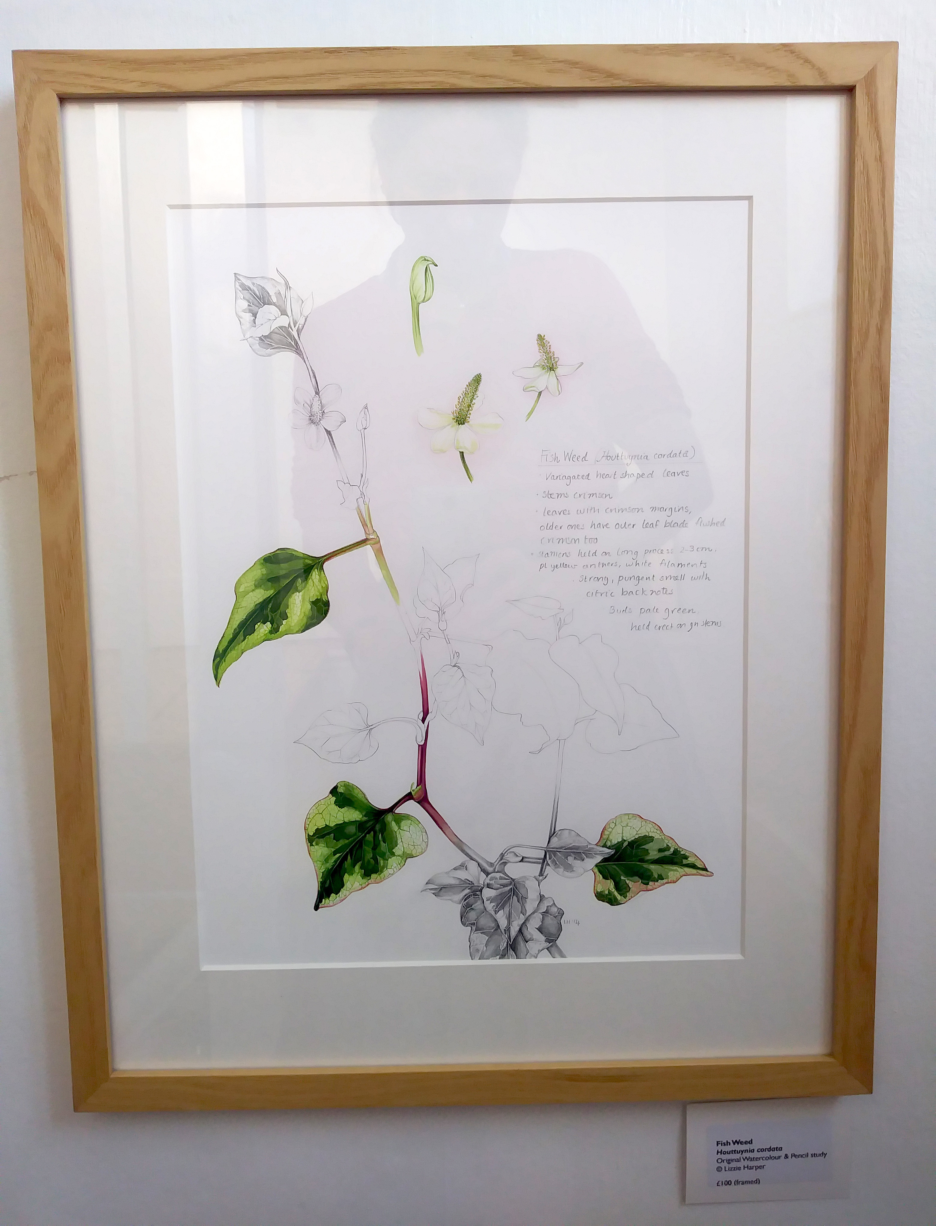 Sold Botanical & Animal illustrations Archives - Page 4 of 9 - Lizzie ...