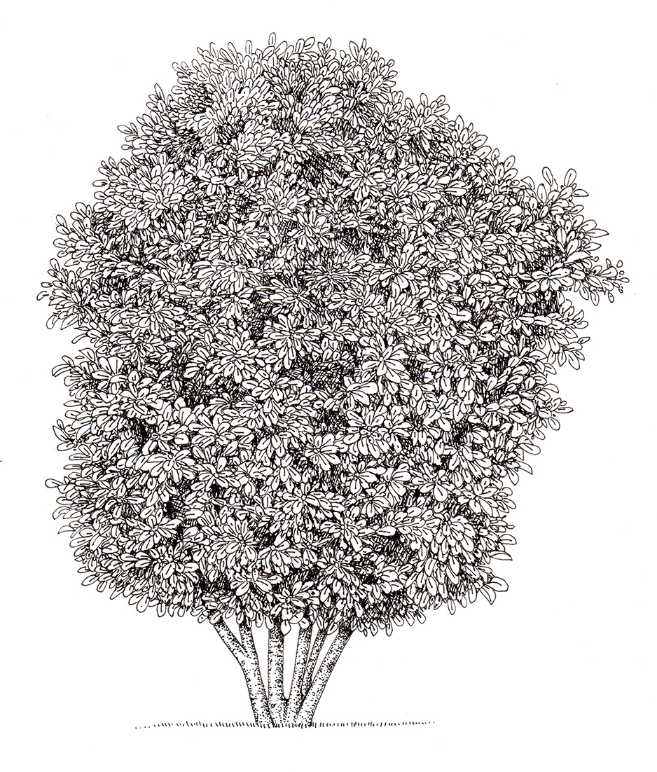 Pen and Ink Illustrations of Trees - Lizzie Harper