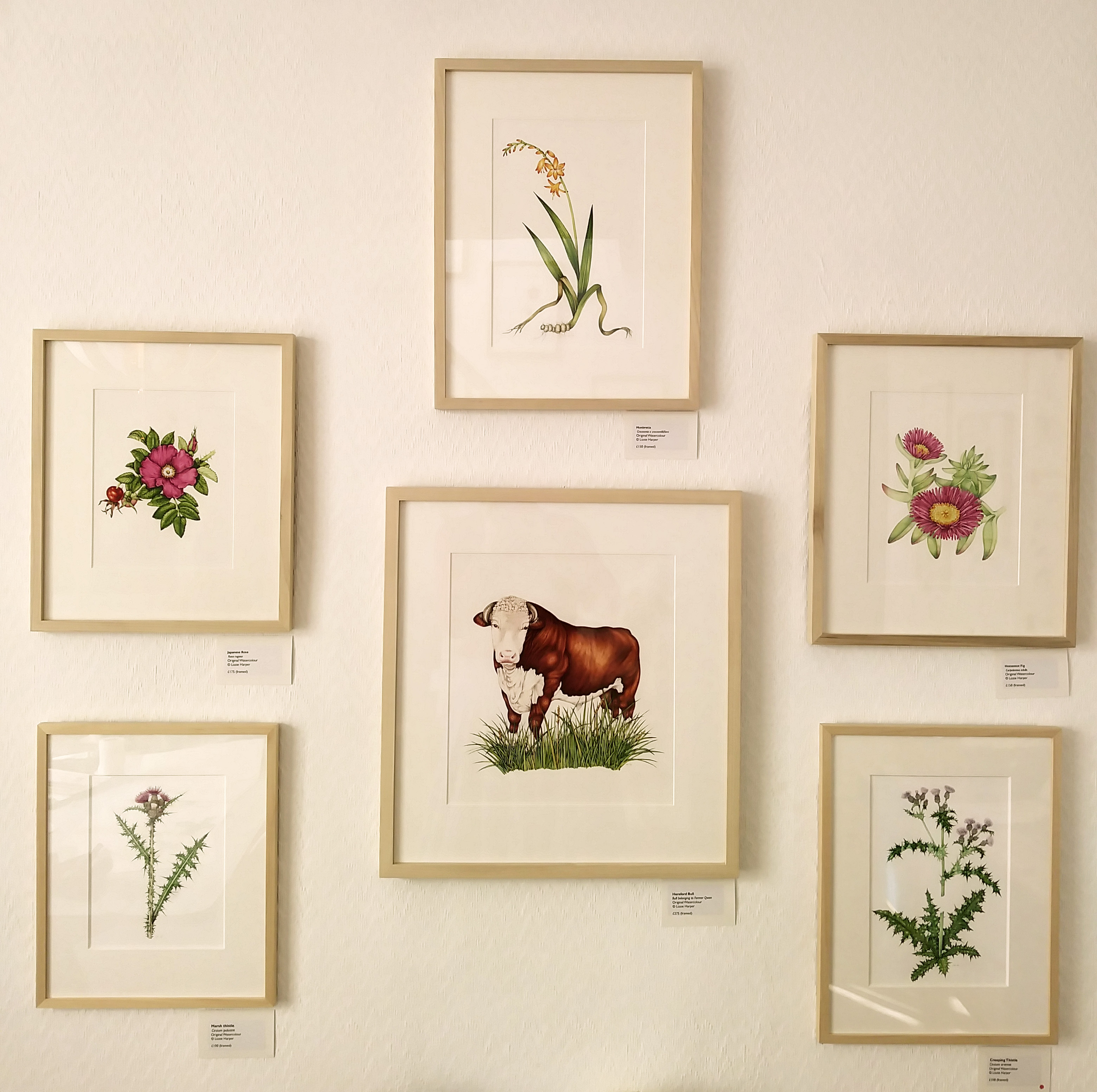 Framed Original Plant Illustrations Archives - Lizzie Harper