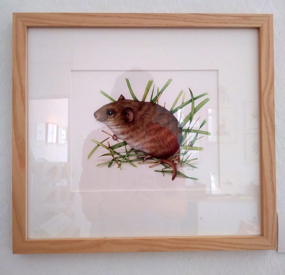 Original Illustrations for sale - Lizzie Harper