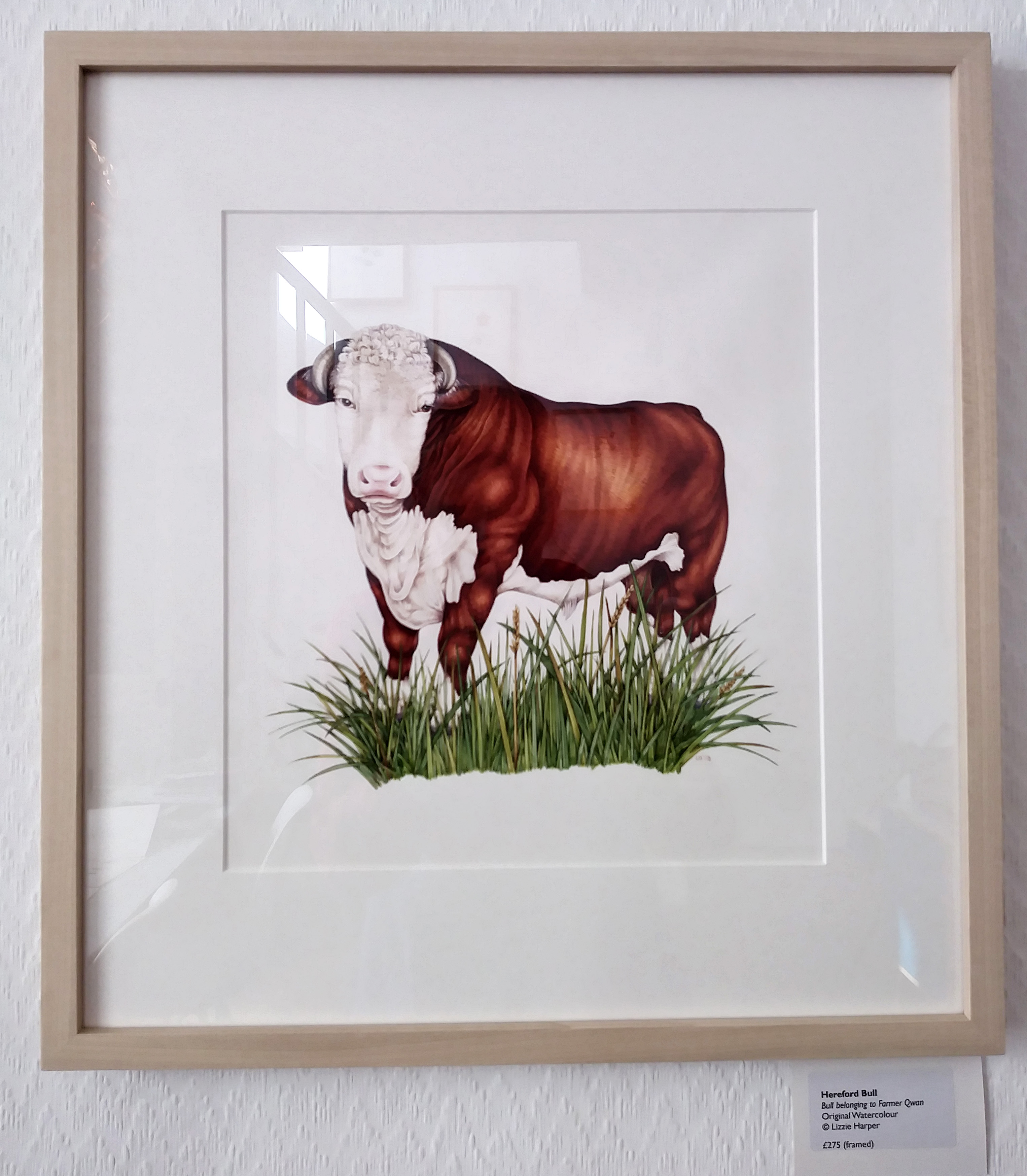 Lizzie Harper original framed watercolour hereford bull - Lizzie Harper