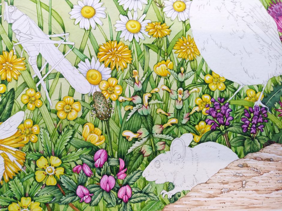Natural history landscape 12 detail illustration of Hay meadow in Devon ...