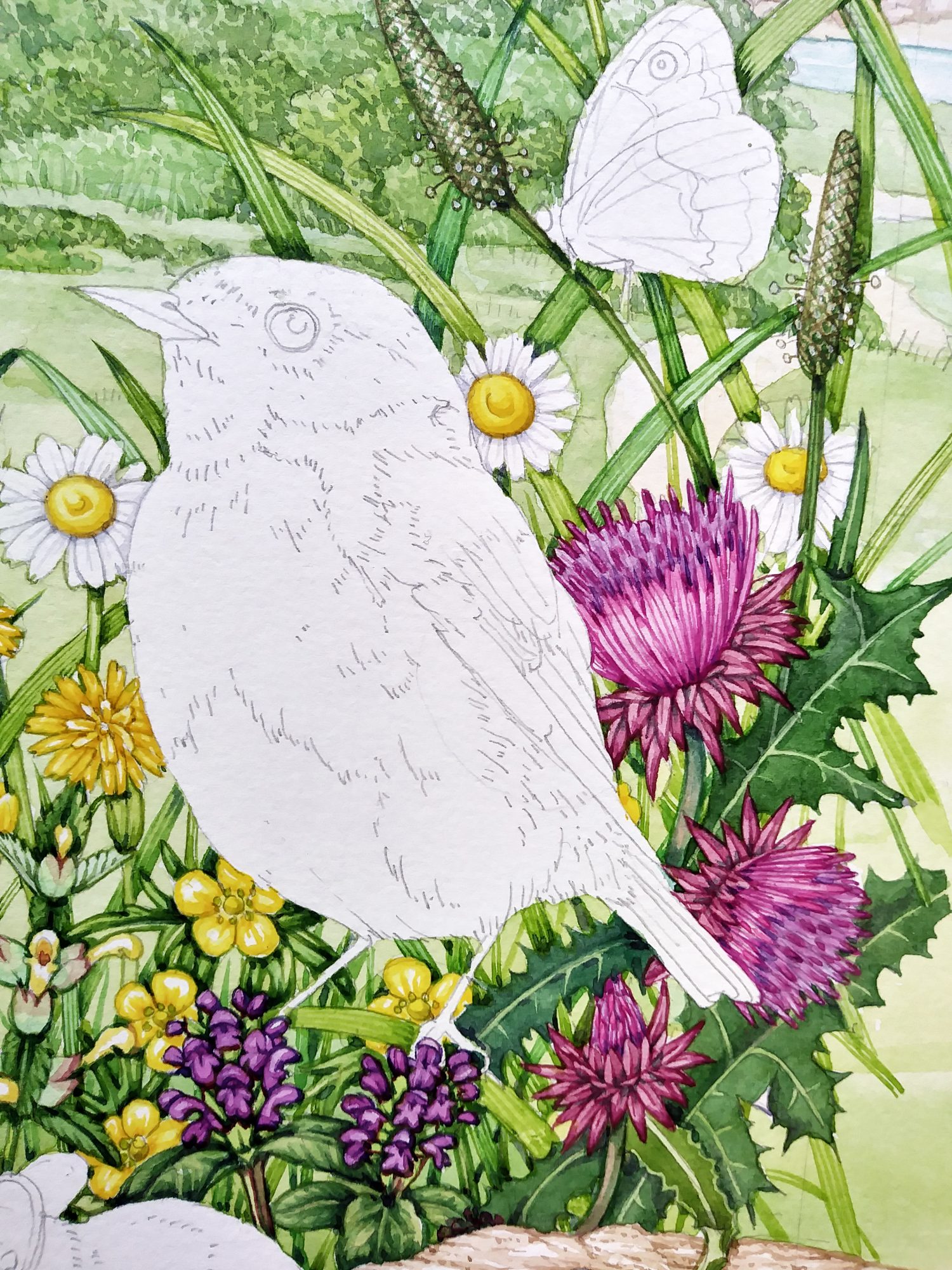Natural history landscape 13 detail illustration of Hay meadow in Devon ...