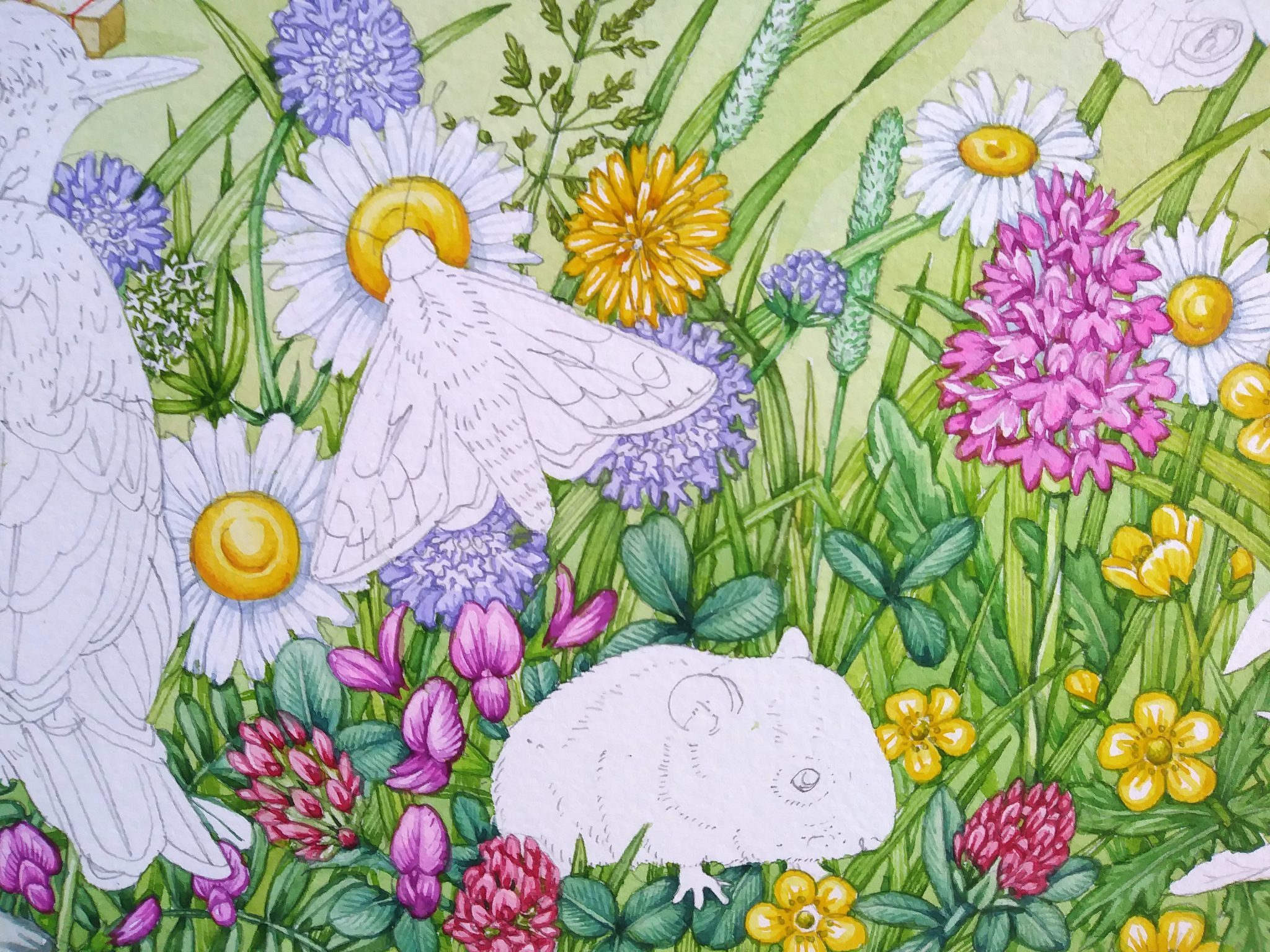 Illustrating a Coastal Hay Meadow Landscape - Lizzie Harper