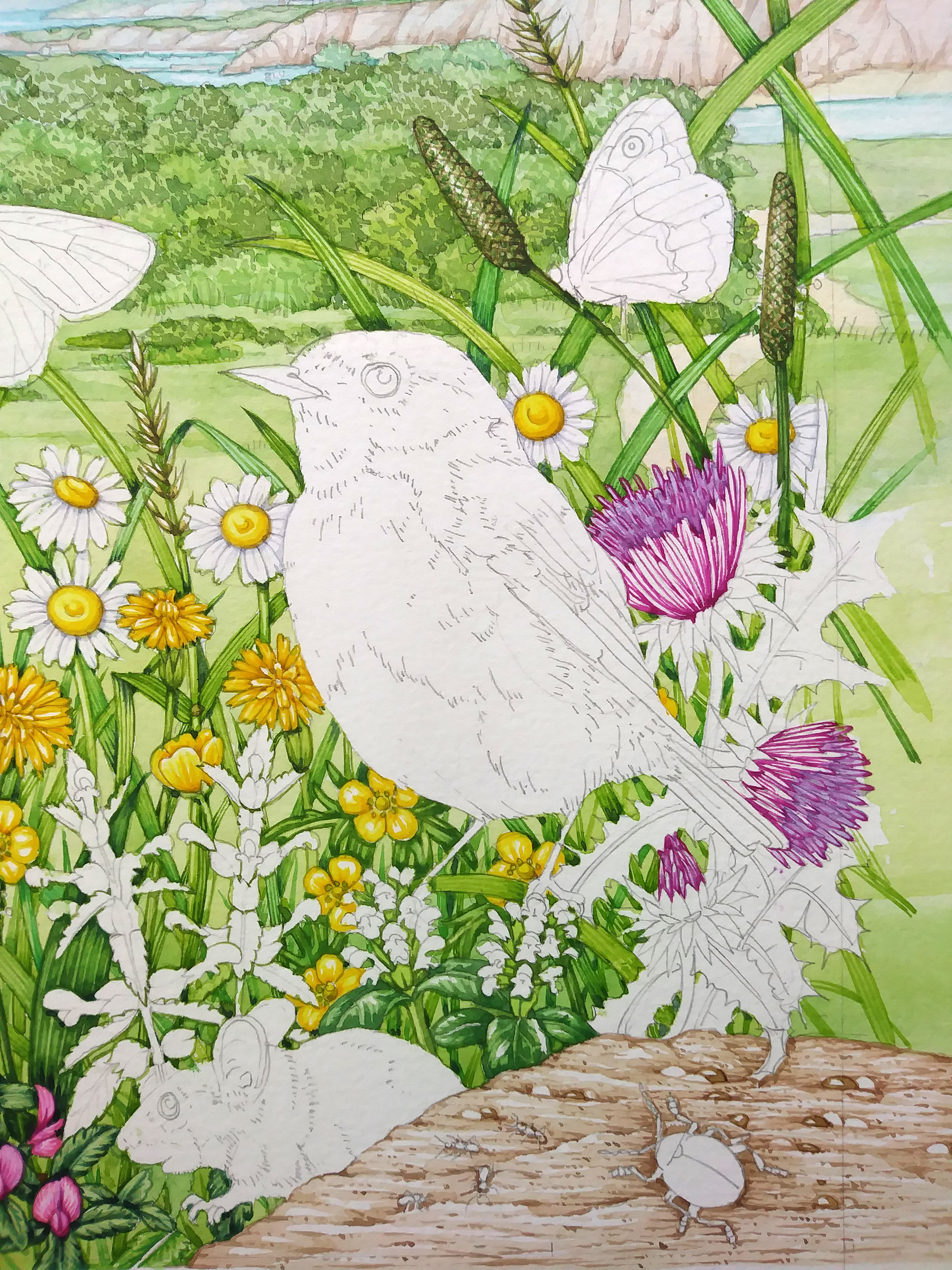 Natural history landscape 8 detail illustration of Hay meadow in Devon ...