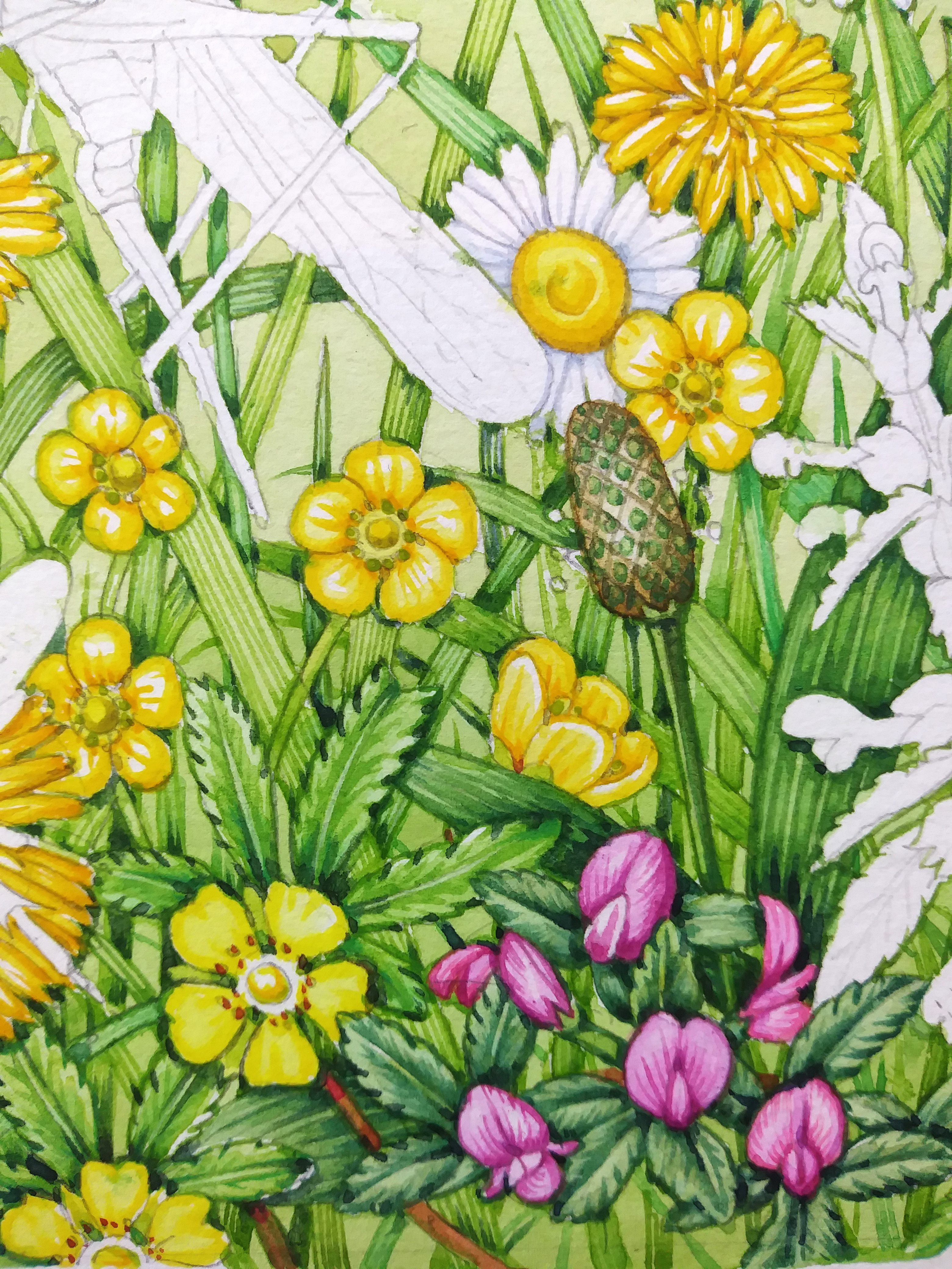 Natural history landscape 9 detail illustration of Hay meadow in Devon ...