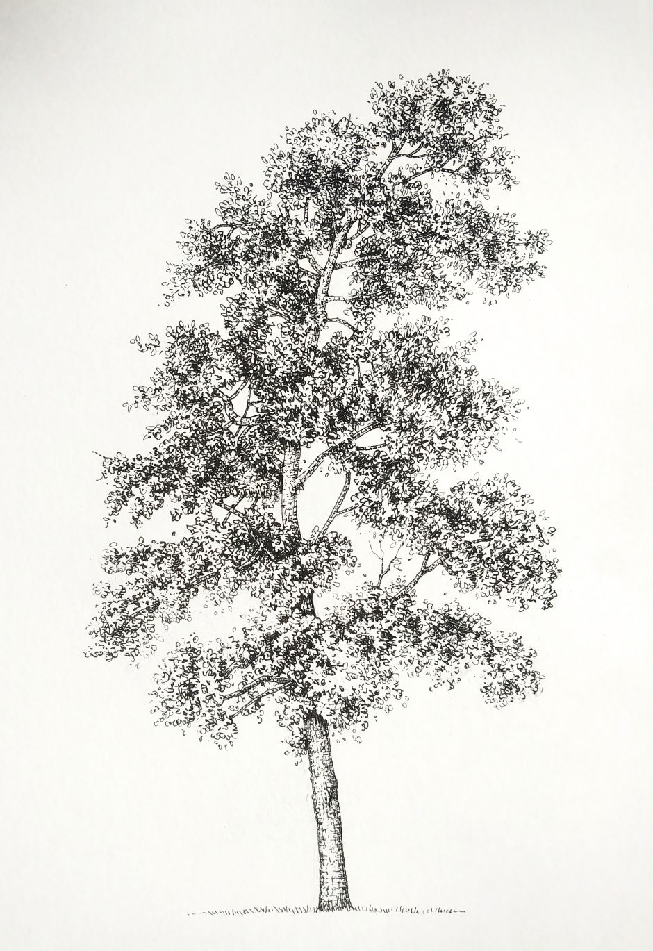 Pear tree Pyrus domestica pen and ink botanical illustration by Lizzie ...