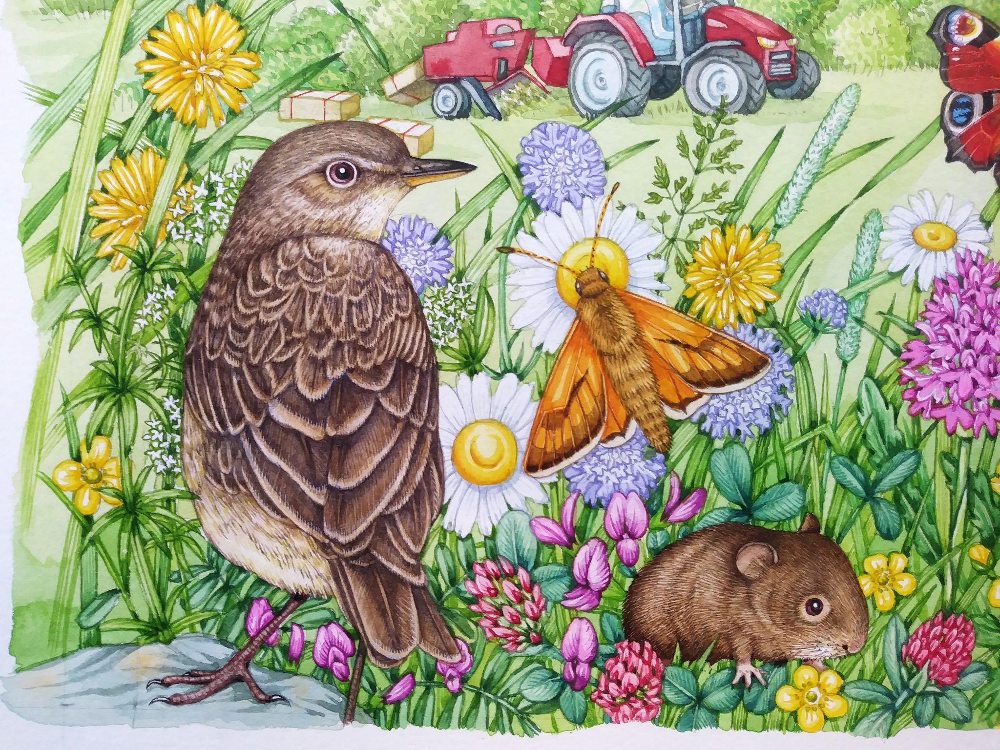 Illustrating a Coastal Hay Meadow Landscape - Lizzie Harper