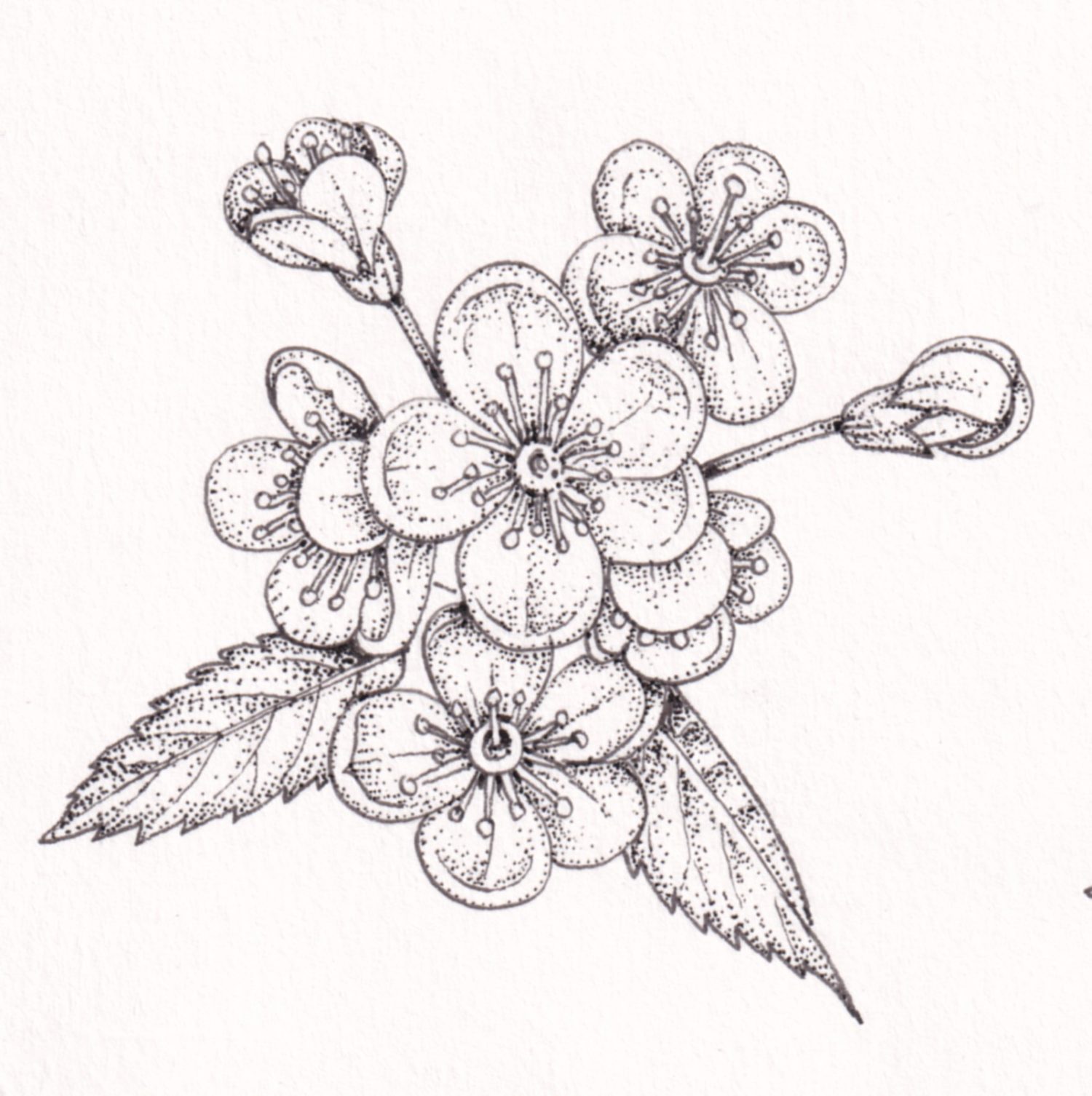 Trees: Rowan - Lizzie Harper