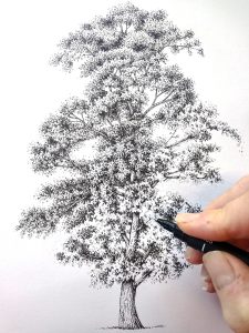 Pen and Ink Illustrations of Trees - Lizzie Harper