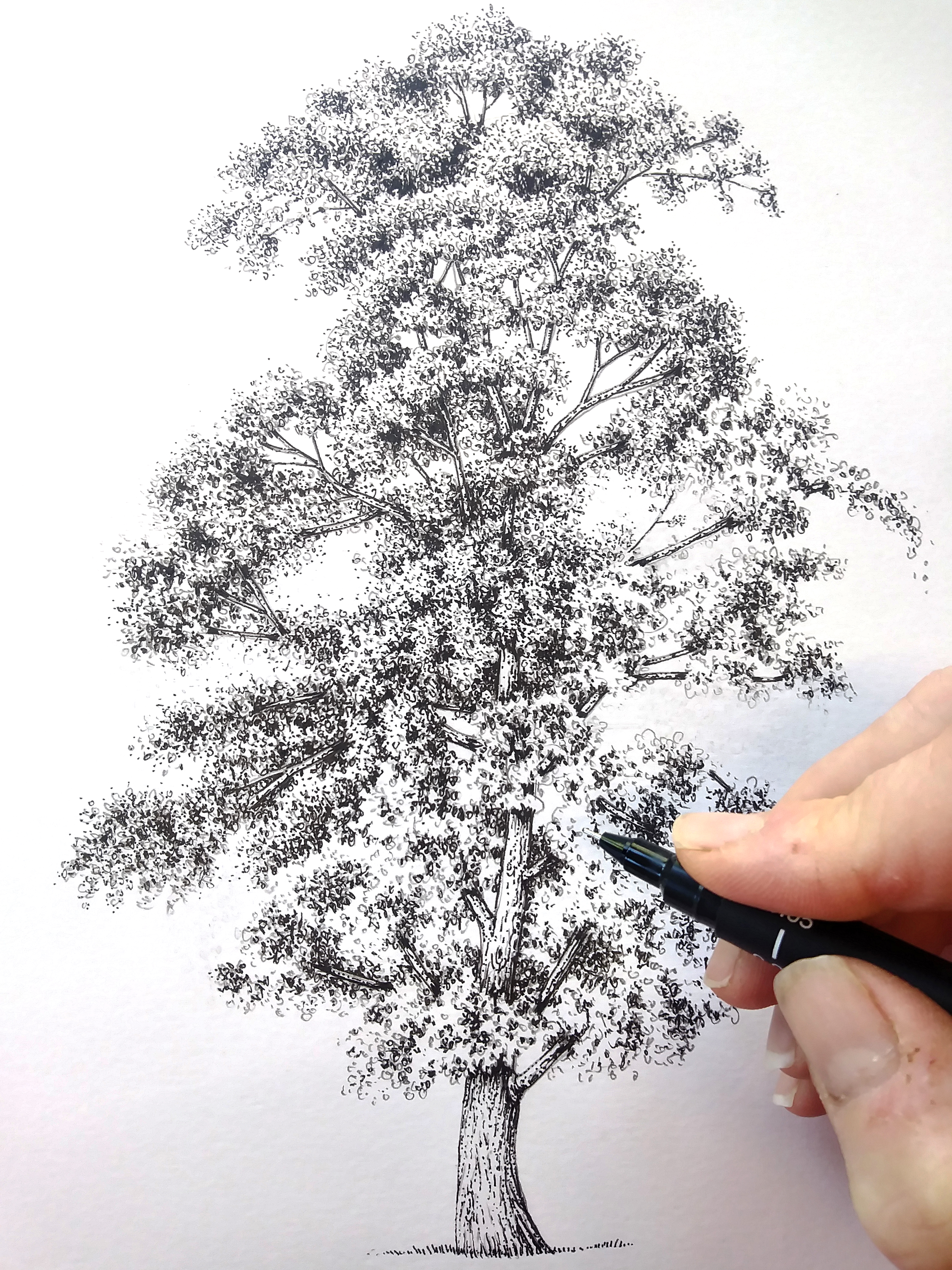 Stippling an elm - Lizzie Harper