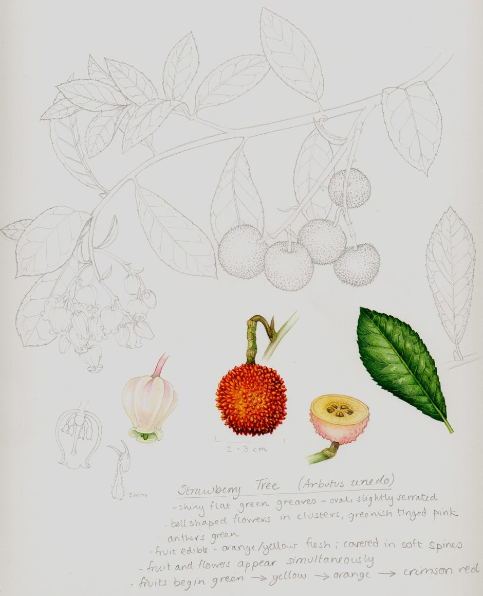 Strawberry tree sketchbook style - Lizzie Harper