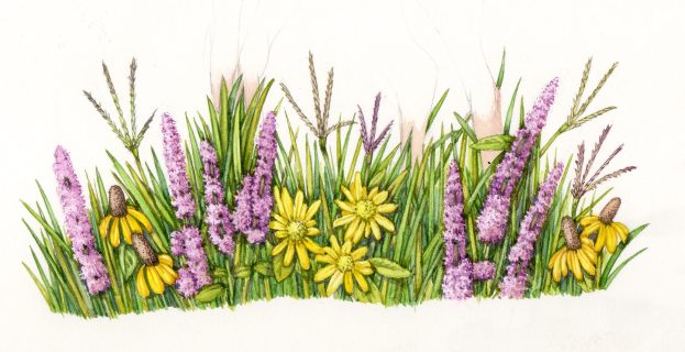 Study of Prairie Flowers - Lizzie Harper