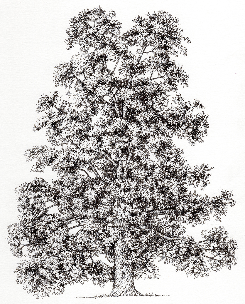 Pen and Ink Illustrations of Trees - Lizzie Harper