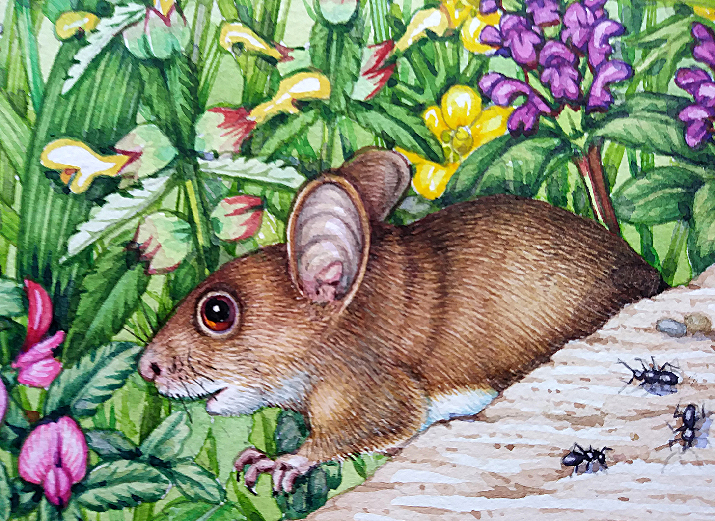 Wood mouse detail of Natural history landscape illustration of Coastal ...