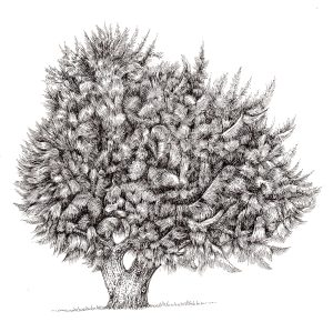 Pen and Ink Illustrations of Trees - Lizzie Harper