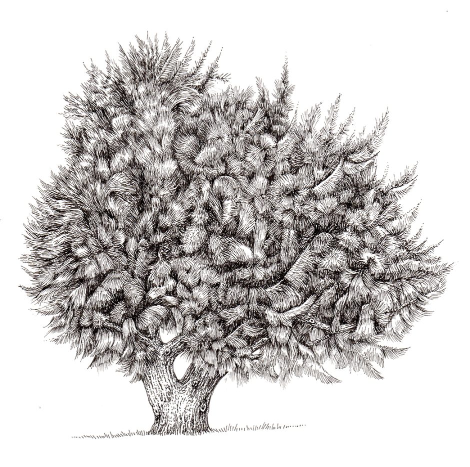 Pen and Ink Illustrations of Trees - Lizzie Harper