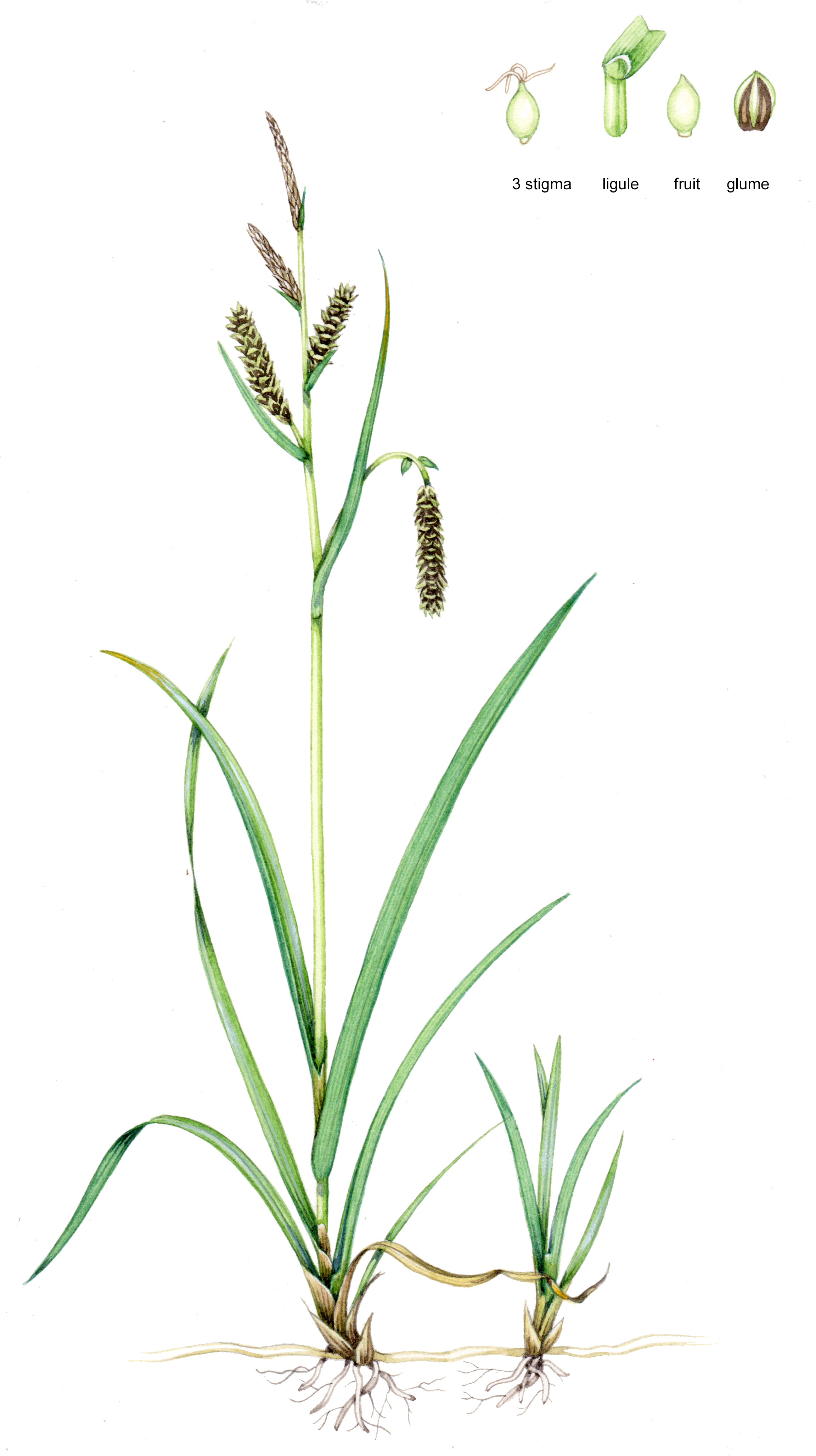 Sedge Glaucous sedge Carex flacca - Lizzie Harper