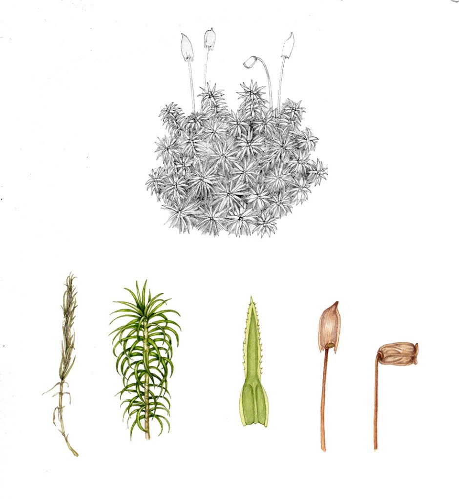 Moss Common Hair moss details - Lizzie Harper