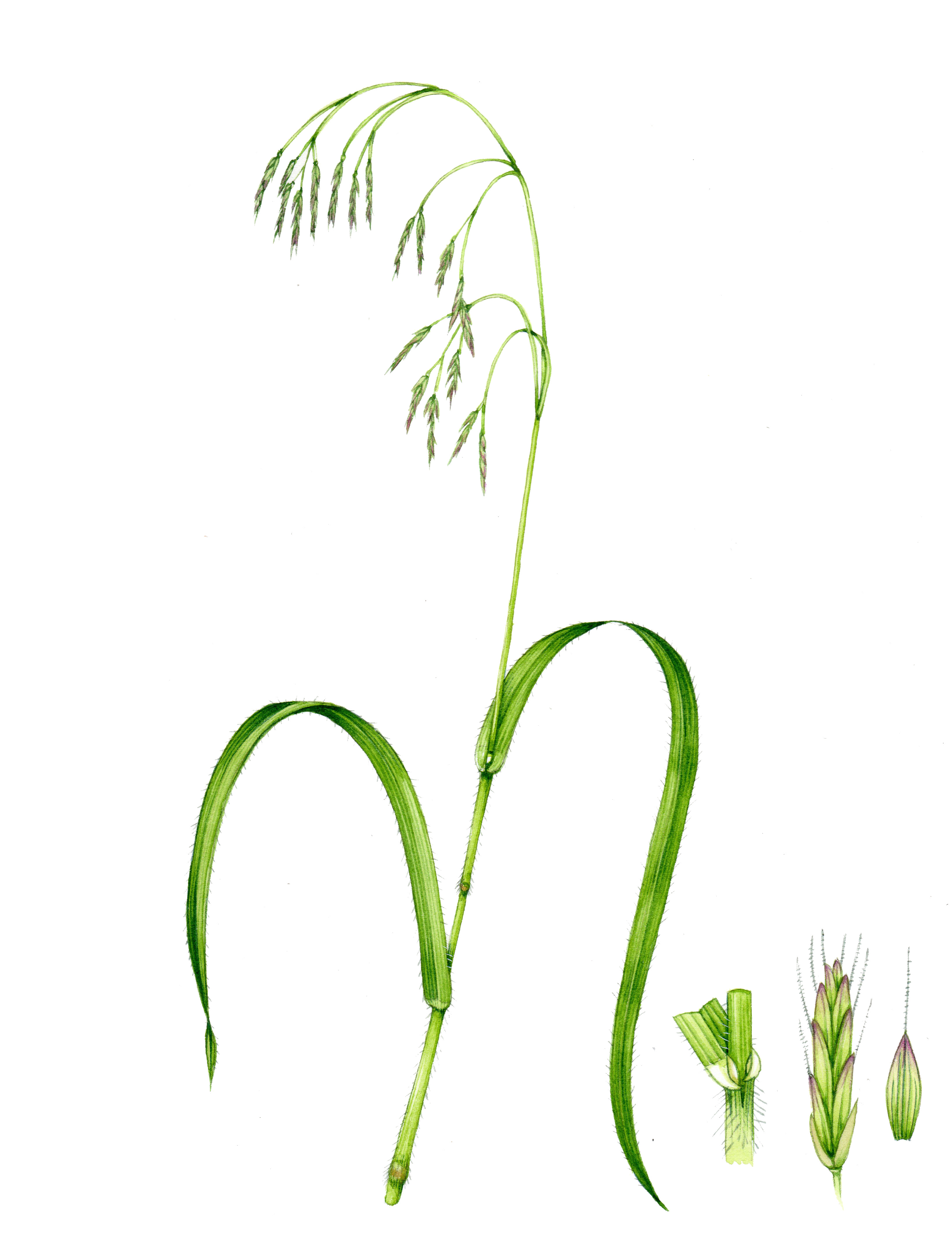 Grass Hairy wood brome - SOLD - Lizzie Harper