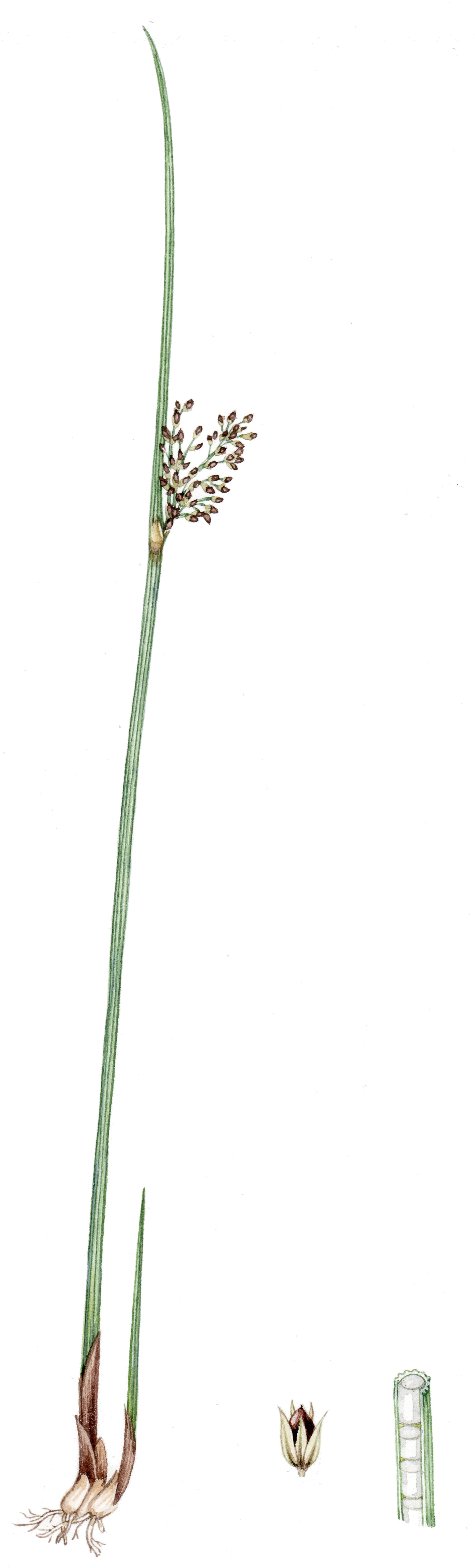 Rush Hard rush - Lizzie Harper