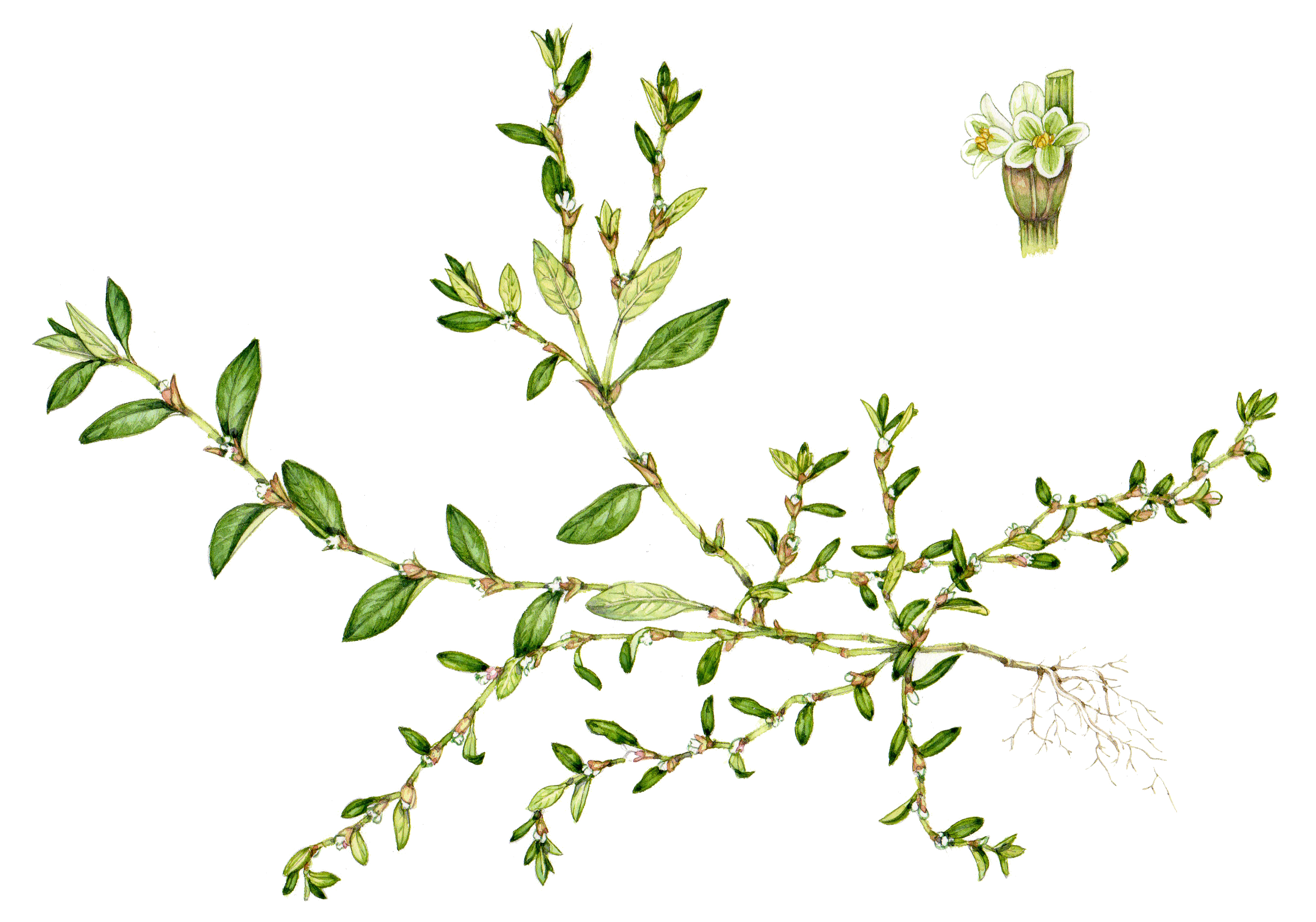 Knotgrass - Lizzie Harper