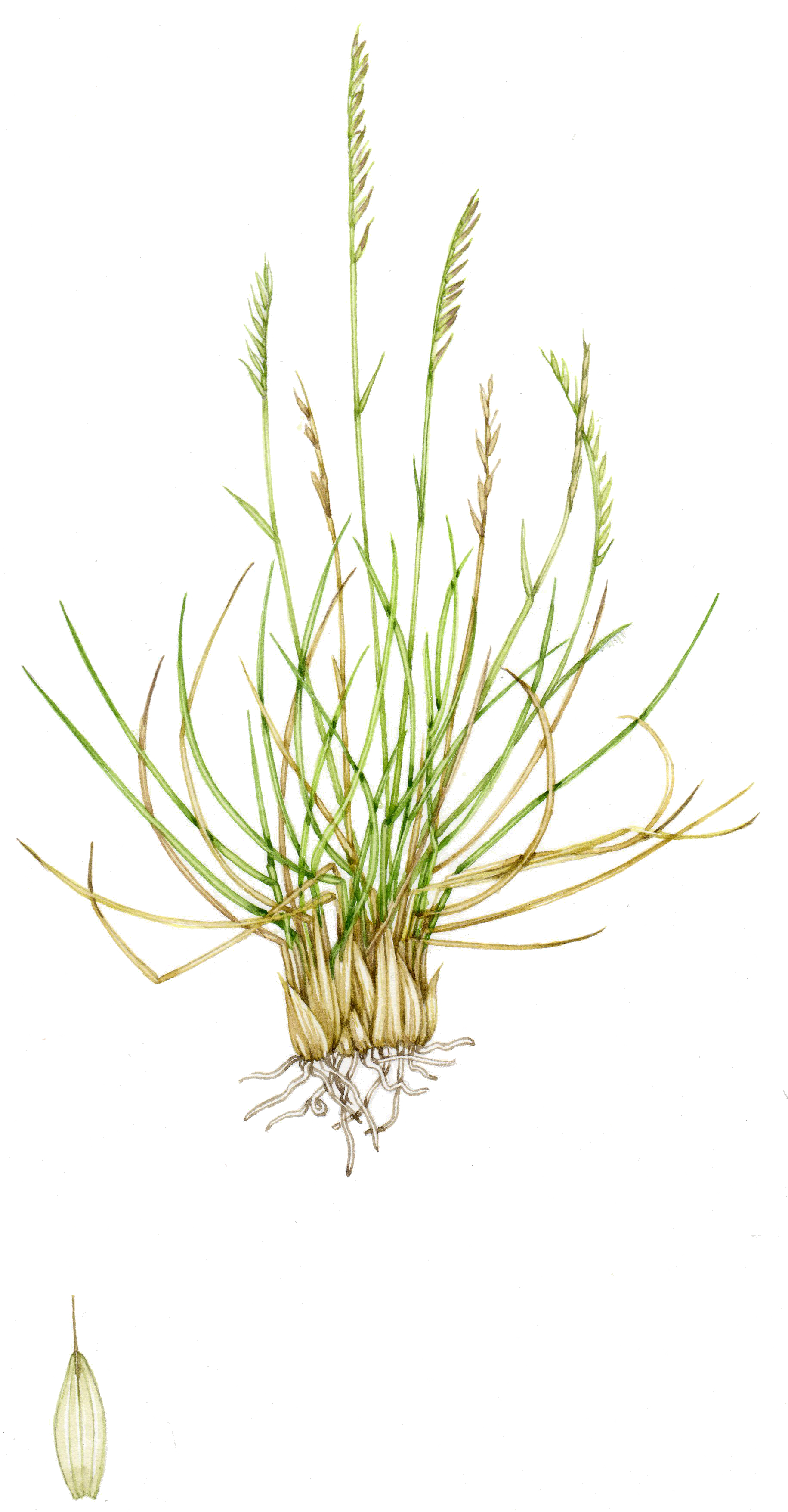 Grass Mat grass - Lizzie Harper