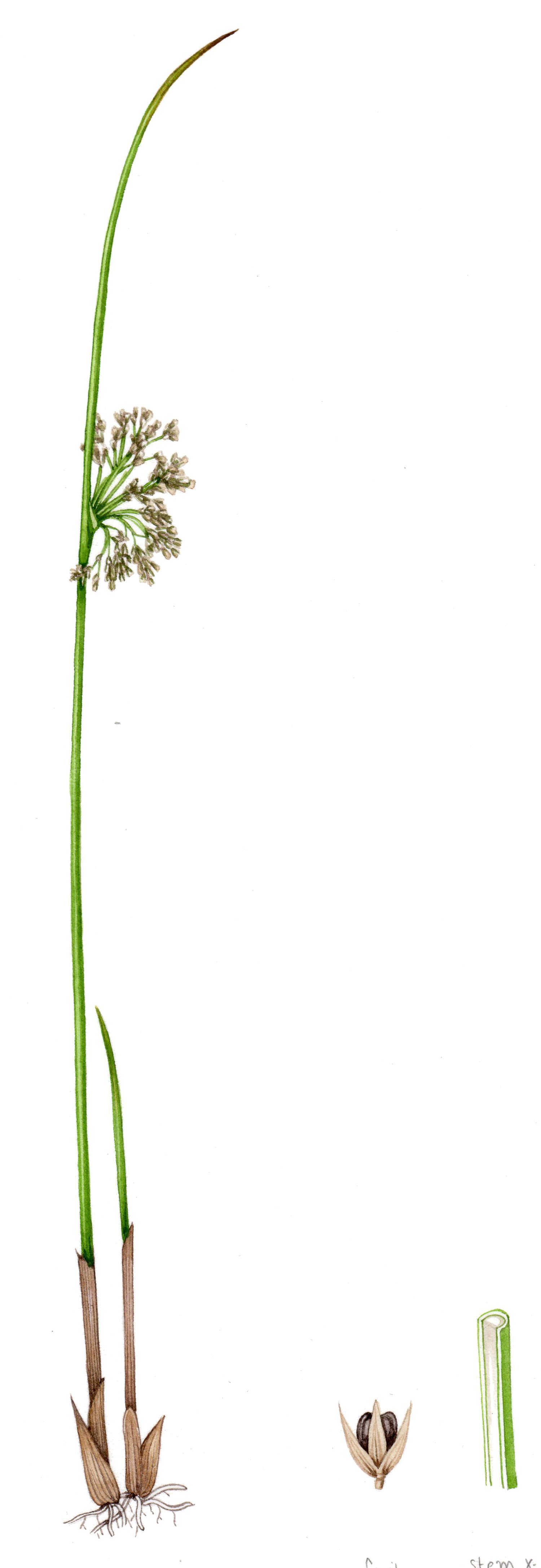 Rush Soft rush - Lizzie Harper