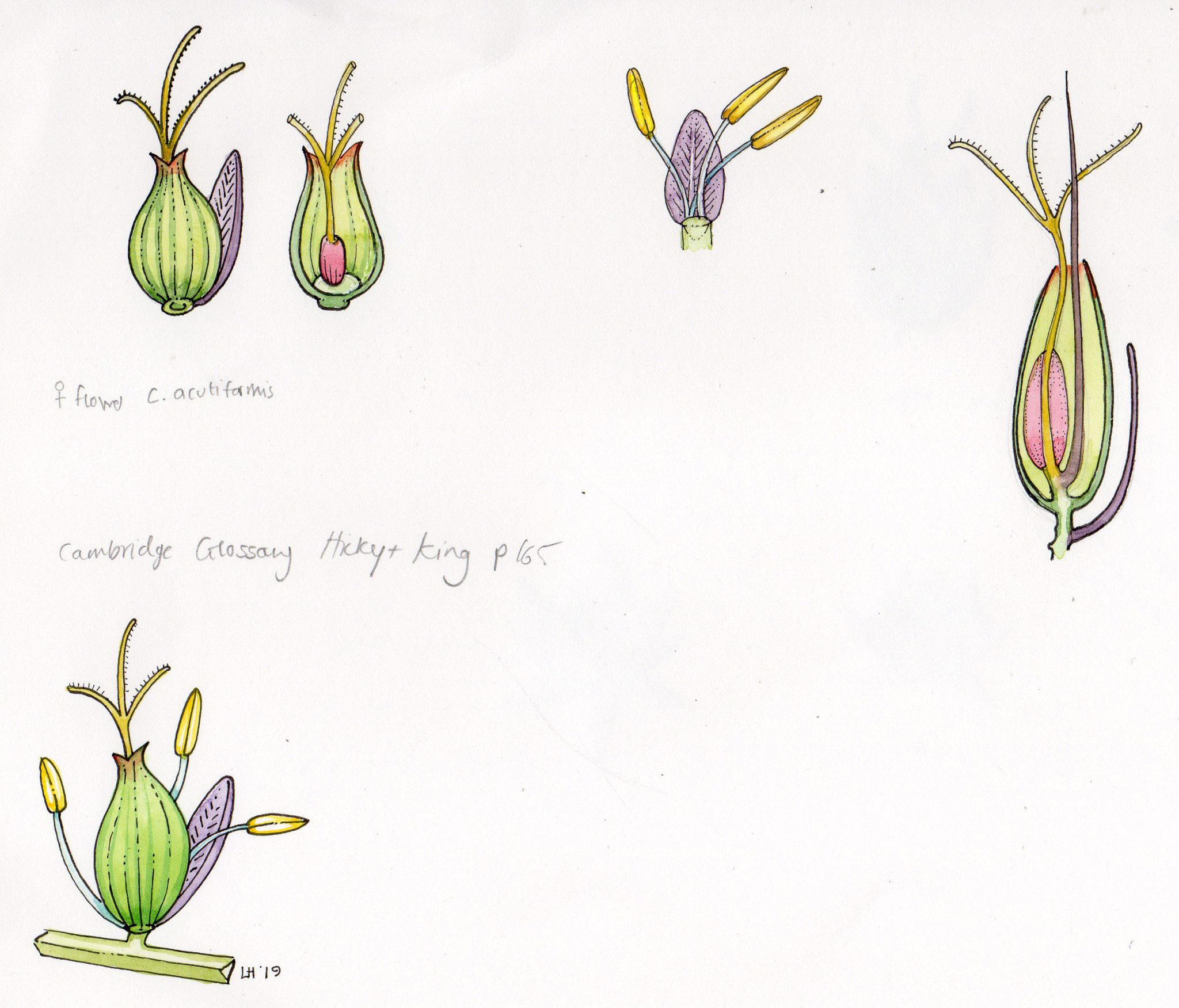 Rush and Sedge flowers diagram - SOLD - Lizzie Harper