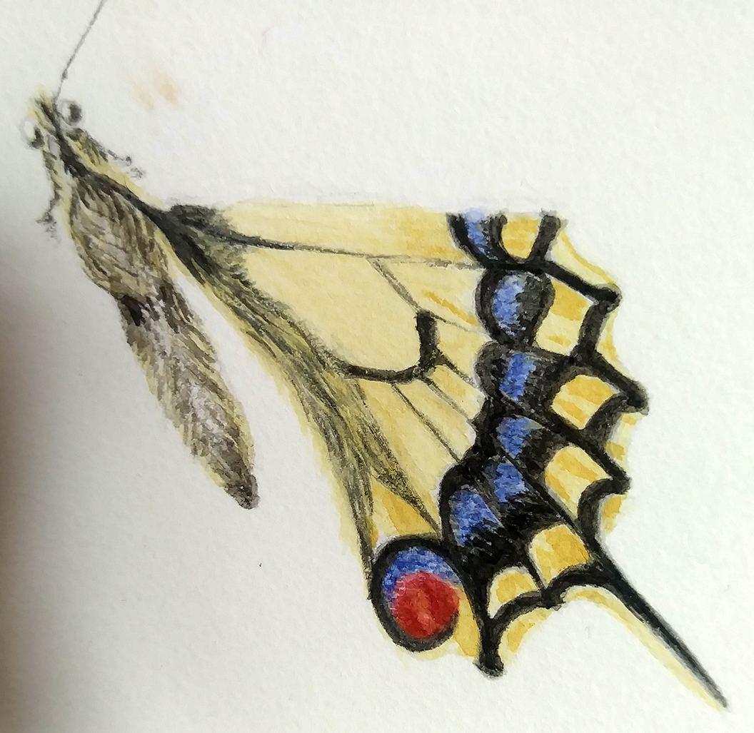 Illustrating Butterflies Workshop - Lizzie Harper